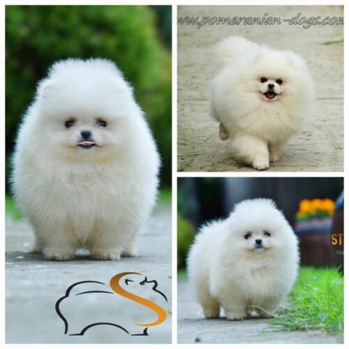 Pomeranac Boo čistokrvni mini pomeranac