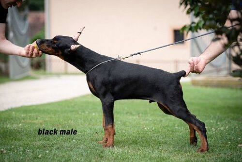 Doberman štenci