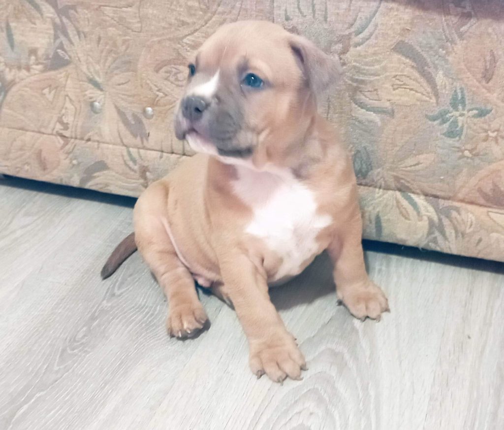 American bully pocket stenci