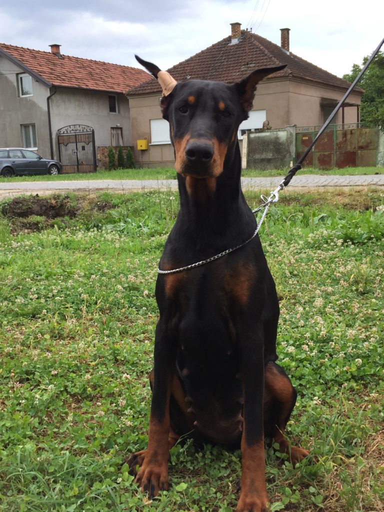 Doberman