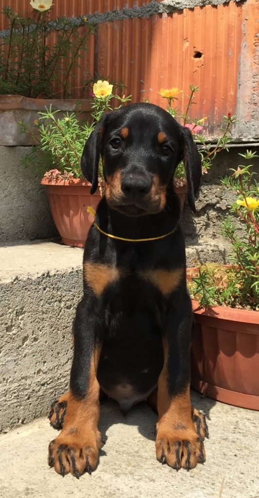 Doberman