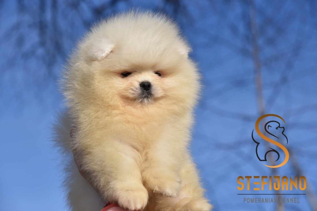 Pomeranac Boo čistokrvni mini pomeranac