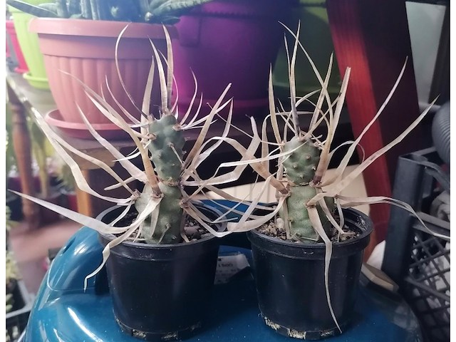 Kaktus - Tephrocactus Articulatus var. Papyracanthus