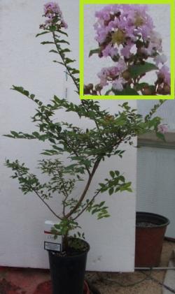 Lagerstroemia indica boja Lavande