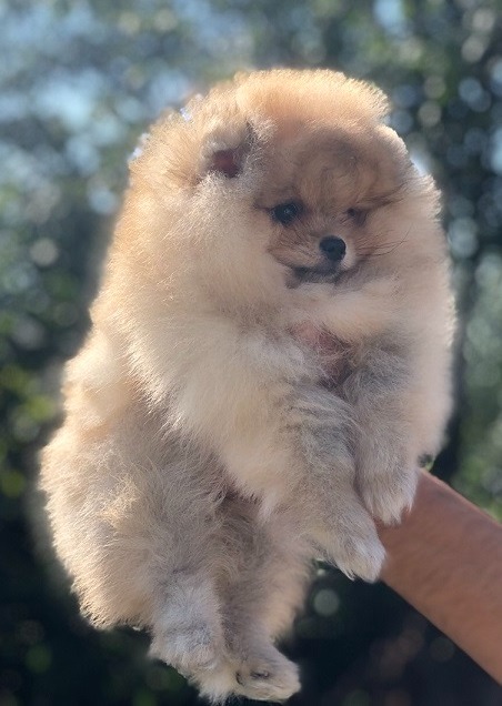 Pomeranski špic,Pomeranian,Pomeranac,Boo štenci