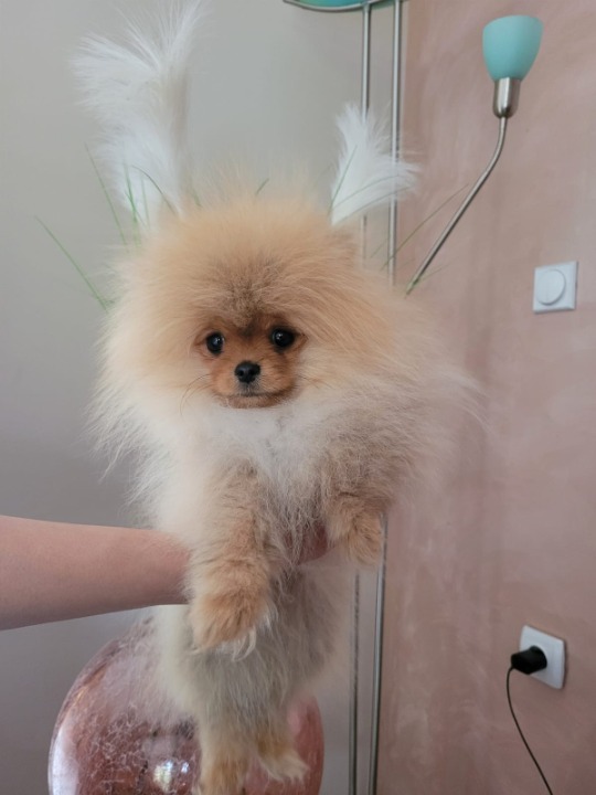 Pomeranac BOO medvedići