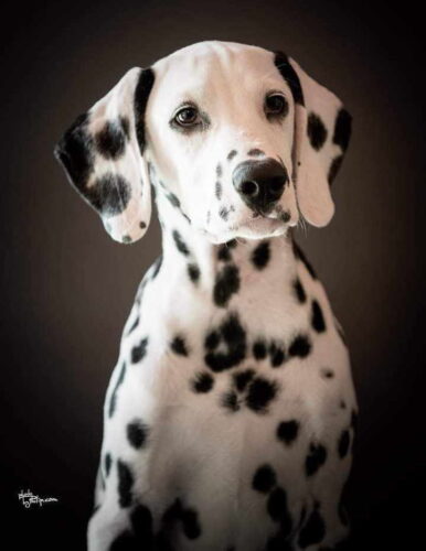 Dalmatinski pas, štenad iz odgajivačnice MEDIOLANUM iz Niša