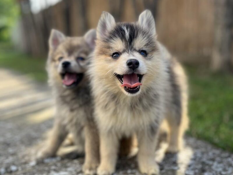 Pomsky PRELEPI stenci