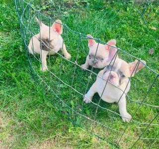 Francuski buldog štenci plave boje