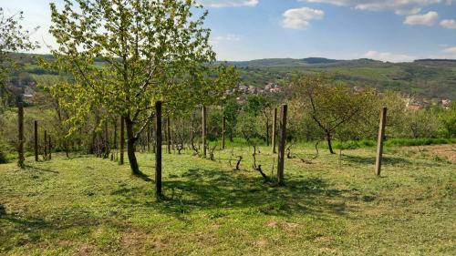 Na prodaju poljoprivredno zemljište, selo Jazak