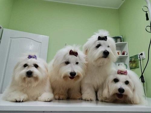 Štenci Coton de Tulear (Tulearski pas)