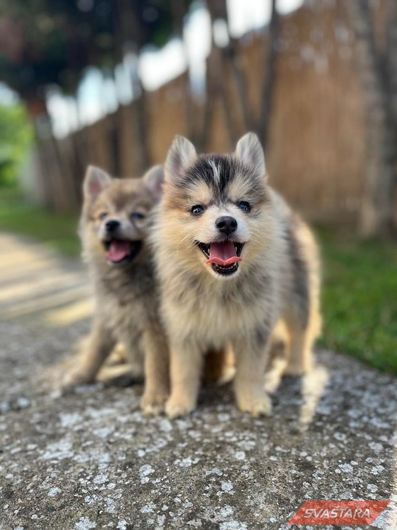 Pomsky PRELEPI stenci