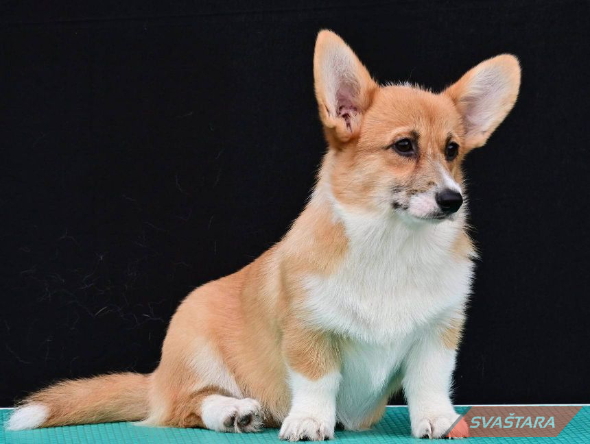 Velski korgi/Welsh Corgi Pembroke