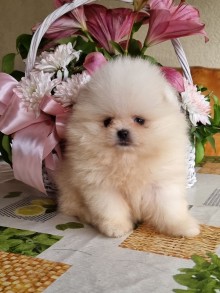 Pomeranac boo