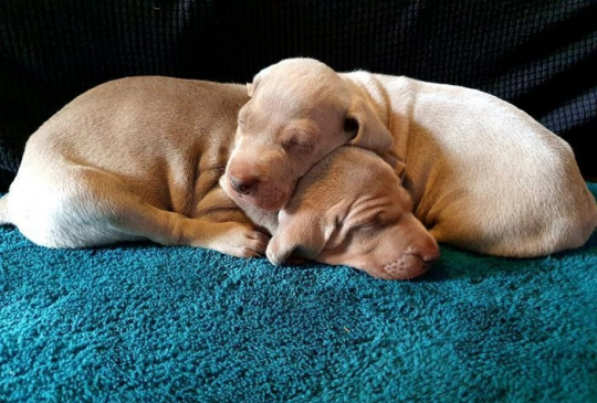 Weimaraner štenci