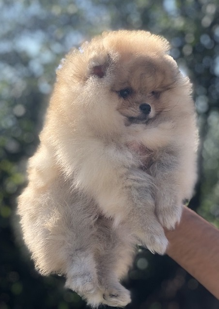 Pomeranski špic,Pomeranian,Pomeranac,Boo štenci