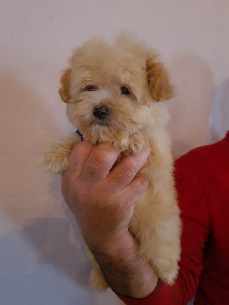 Maltipoo štenci