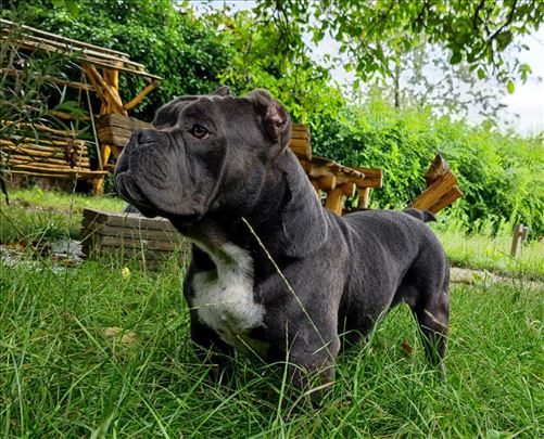 American bully exotic