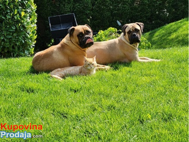 Bullmastiff stenci