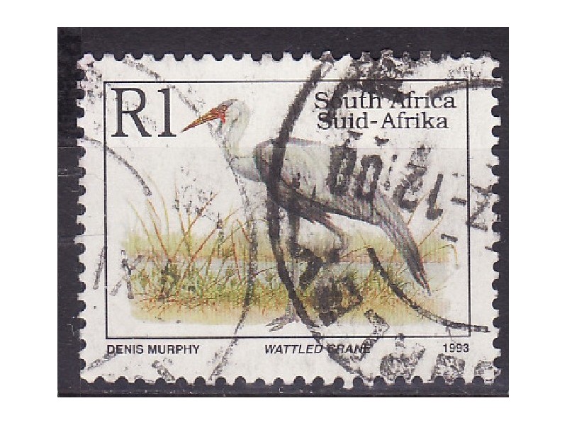 Južna Afrika - ptica