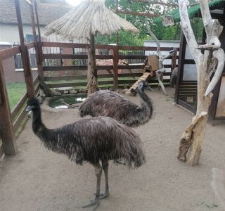 Australijski Emu na prodaju 0695587230