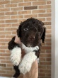 Lagotto Romagnolo štenci