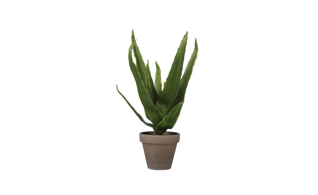 Biljka u saksiji Aloe 30x16cm