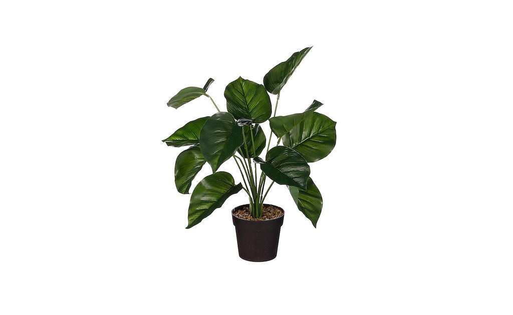 Biljka u saksiji Philodendron 40x35cm