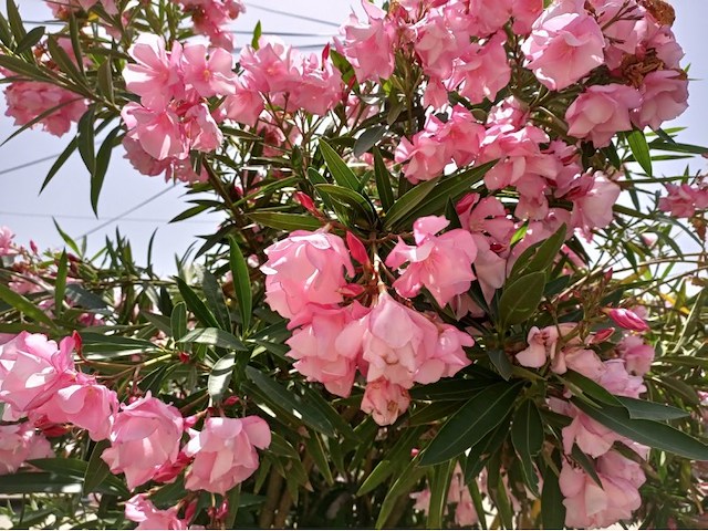 OLEANDER - DUPLI CVET* - SADNICA