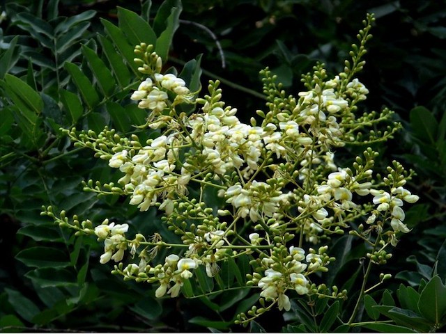 Sofora - Sophora japonica