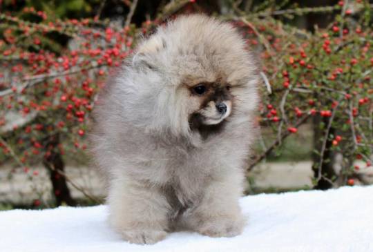 Pomeranac