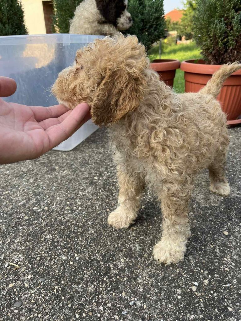 Lagotto Romagnolo štenci