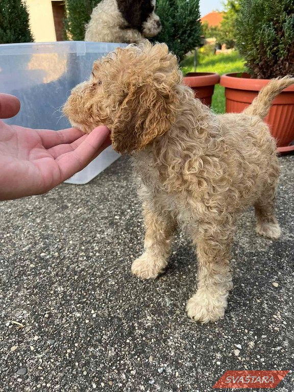 Lagotto Romagnolo štenci