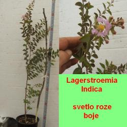 Lagerstroemia indica