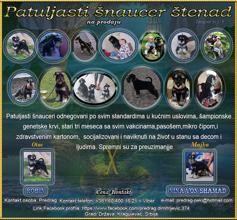 Patuljasti Šnaucer