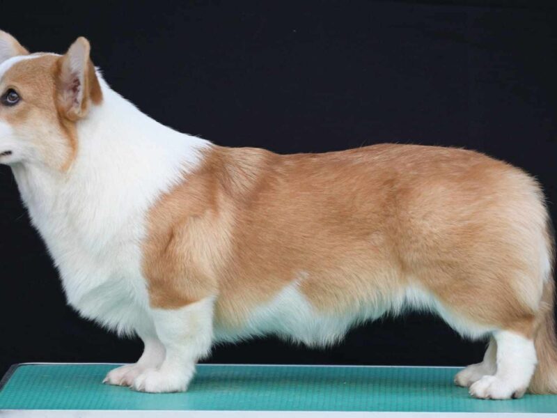 Velski korgi/Welsh Corgi Pembroke