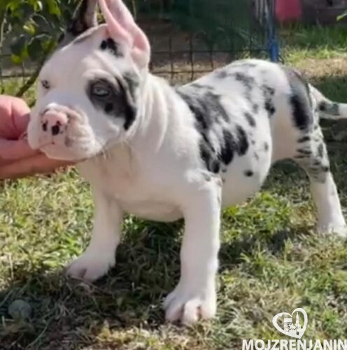 American Bully !!!