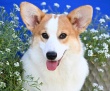 Velski korgi/Welsh Corgi Pembroke