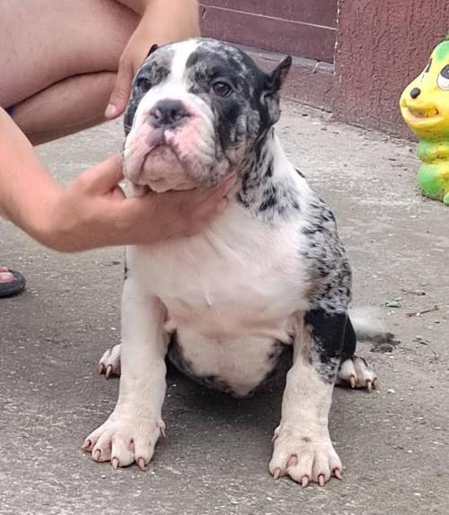 American Bully !!!