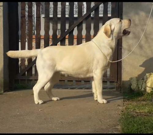 Labrador retriver, stenci