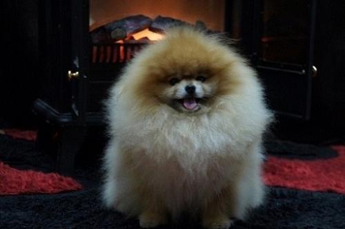 Pomeranski špic,Pomeranac,Pomeranian,Boo štenci