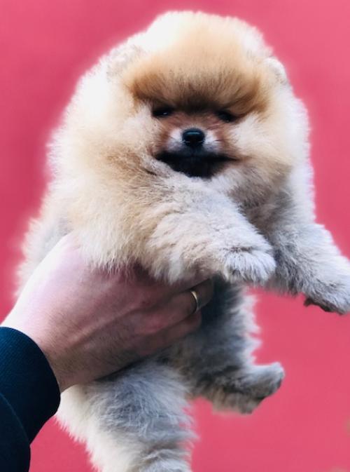 Pomeranac,Pomeranian,Boo štenci