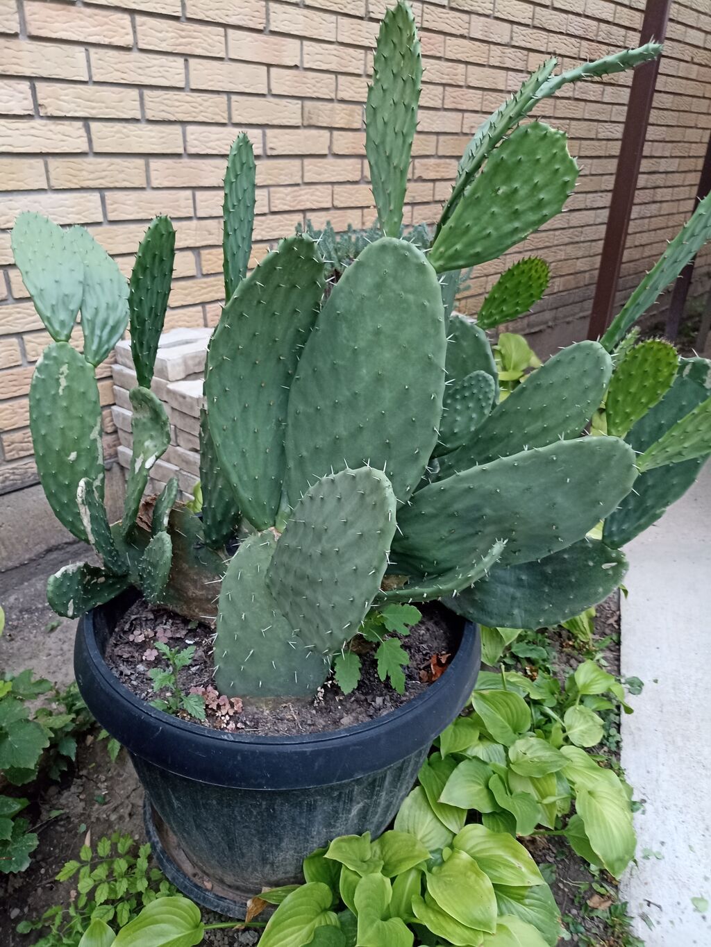 Kaktus sa slike ,žardinjera-saksija fi-55 cm visine 45 cm, visina kaktusa sa saksijom 130 cm ,kaktus u širini 90 cm ,brzo raste i regeneriše .