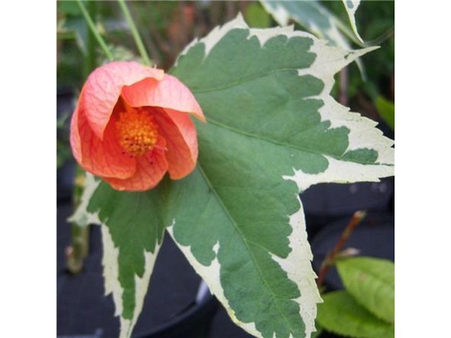 Abutilon souvenir de bonn