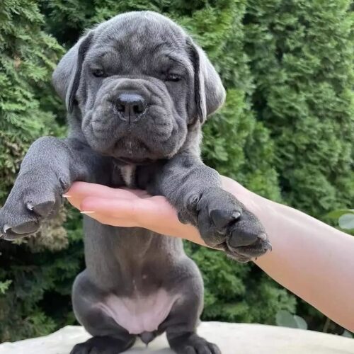 Cane corso štenci dostupni.