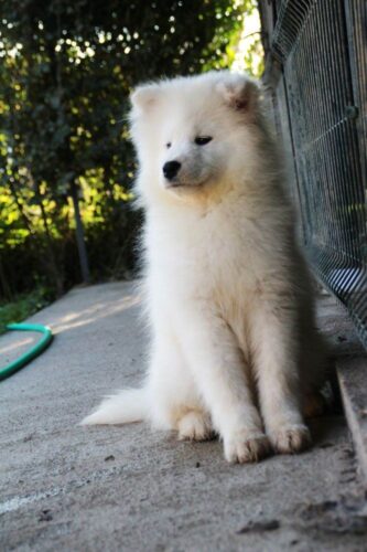 Samojed prelepo štene