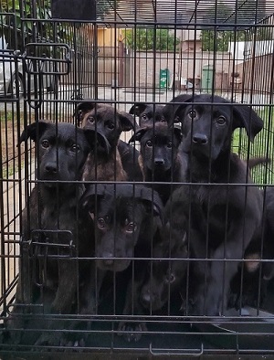 Cane Corso štenci