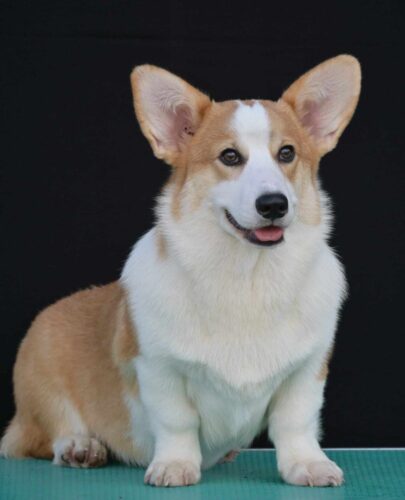 Velski korgi/Welsh Corgi Pembroke