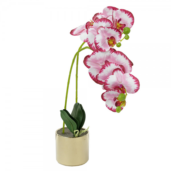 Vestacka orhideja 11x52cm
