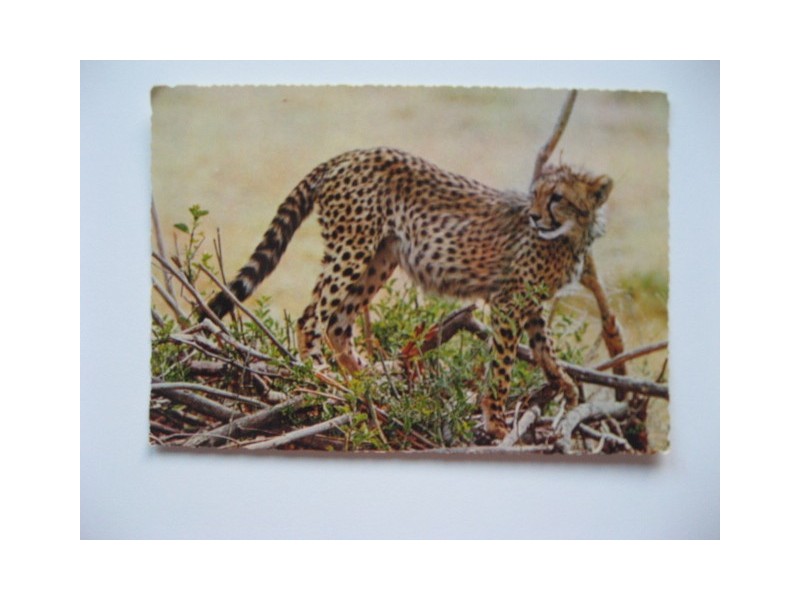 Gepard - razglednica